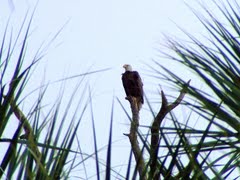 Anclote River Park Beach - Open Water Data