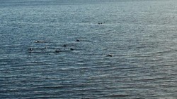 Gold River Beach - Open Water Data