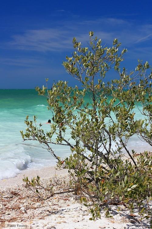 Honeymoon Island Beach - Open Water Data