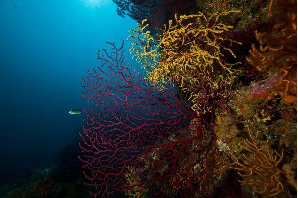 Pharillons - Open Water Data